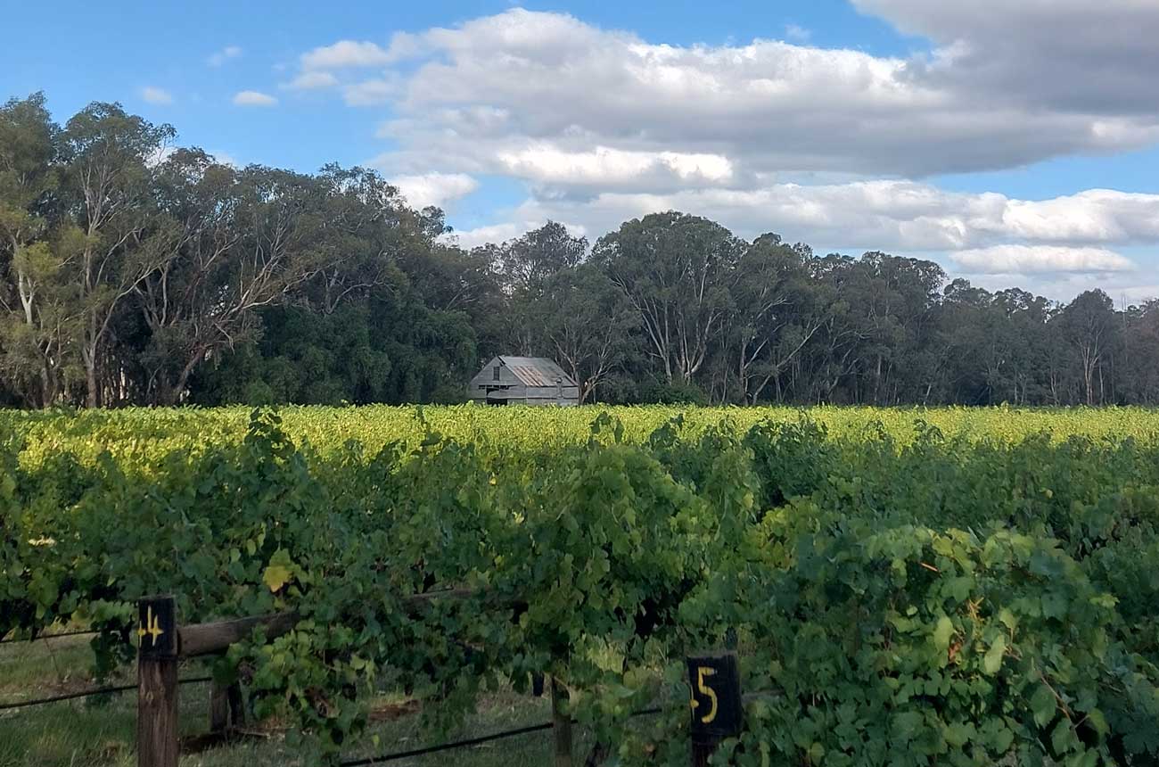 Regional profile: Celebrating Rutherglen's liquid gold - Decanter