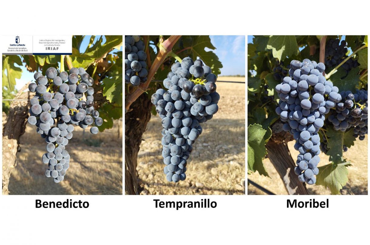 Tempranillo grape relatives show promise in climate study - Decanter