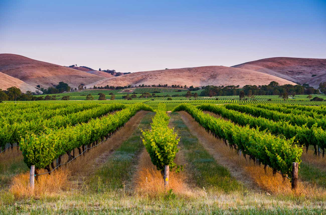 Barossa Shiraz 2022: Vintage report and top scoring wines - Decanter