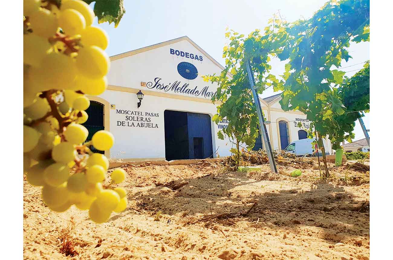 Exploring Sherry country - Decanter