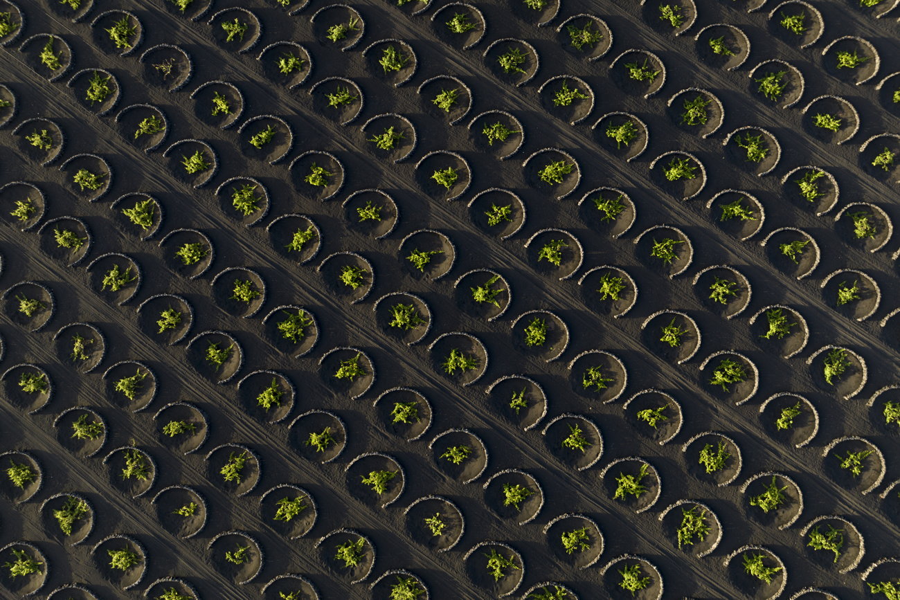 Born of ash and fire: A taste of Lanzarote's volcanic wines - Decanter