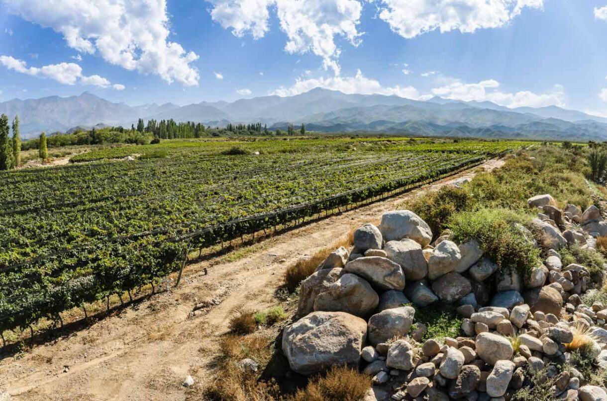 Trapiche: Where innovation meets tradition - Decanter