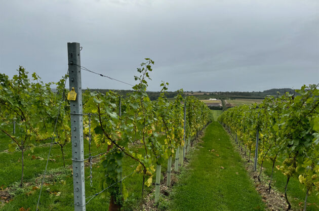 Taittinger’s Domaine Evremond officially opens - Decanter