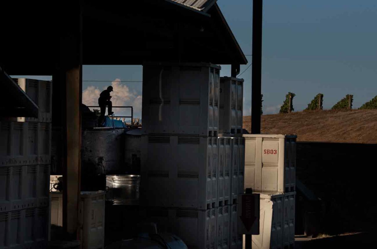 California harvest report 2024: A pleasant surprise - Decanter