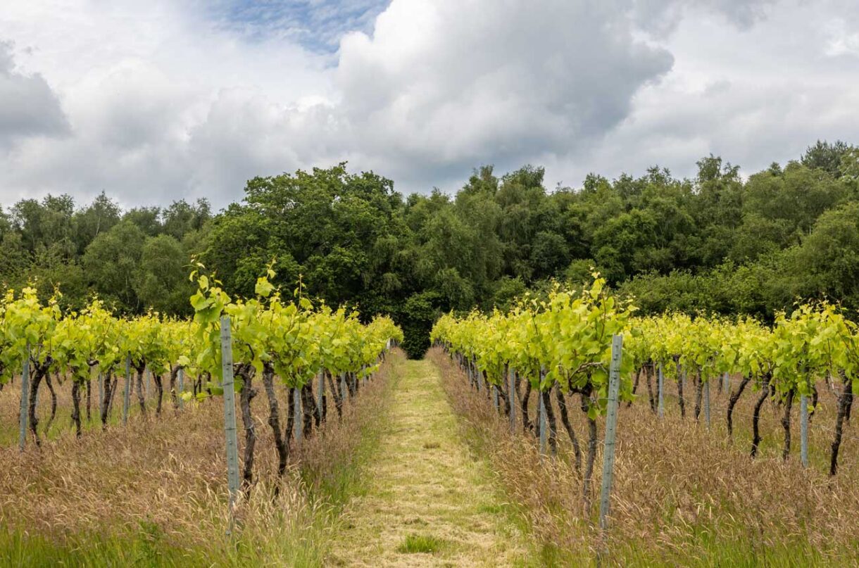 English harvest 2024: Heavy crop losses due to wet weather - Decanter