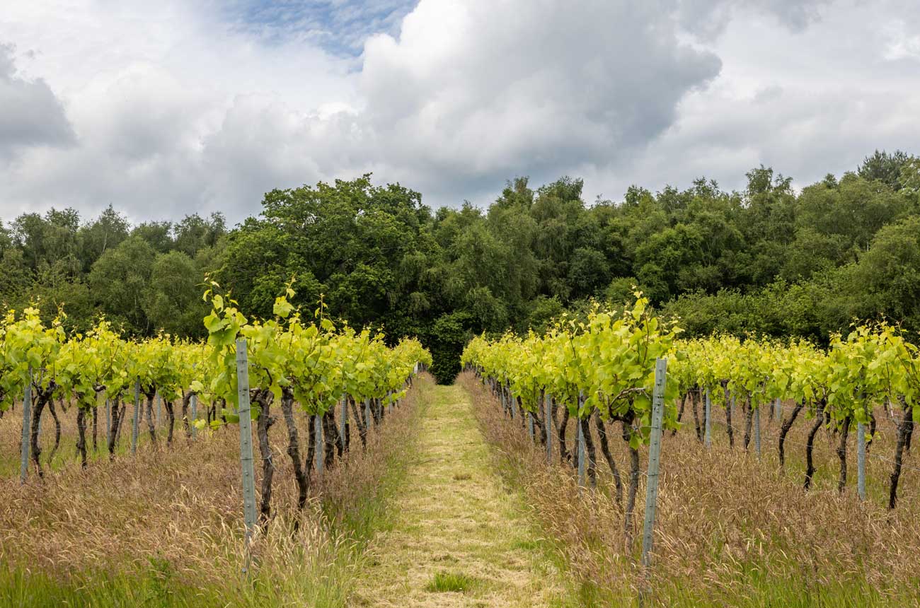 English harvest 2024: Heavy crop losses due to wet weather - Decanter