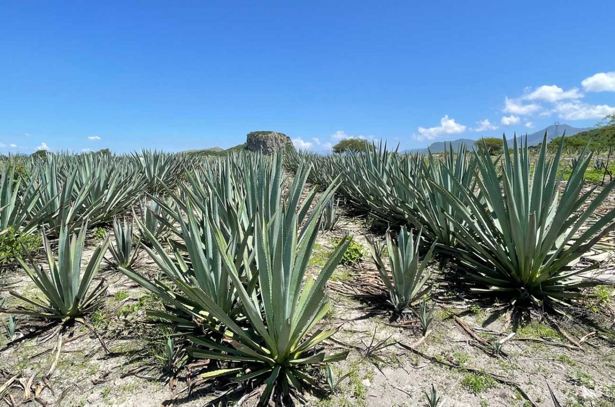 Mezcal Get to know mezcal: Eight to try - Decanter