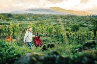 Wine lover's guide to Etna - Decanter