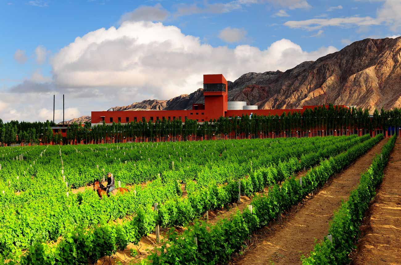 China producer profile: Tiansai Vineyards – Yanqi Basin, Xinjiang ...