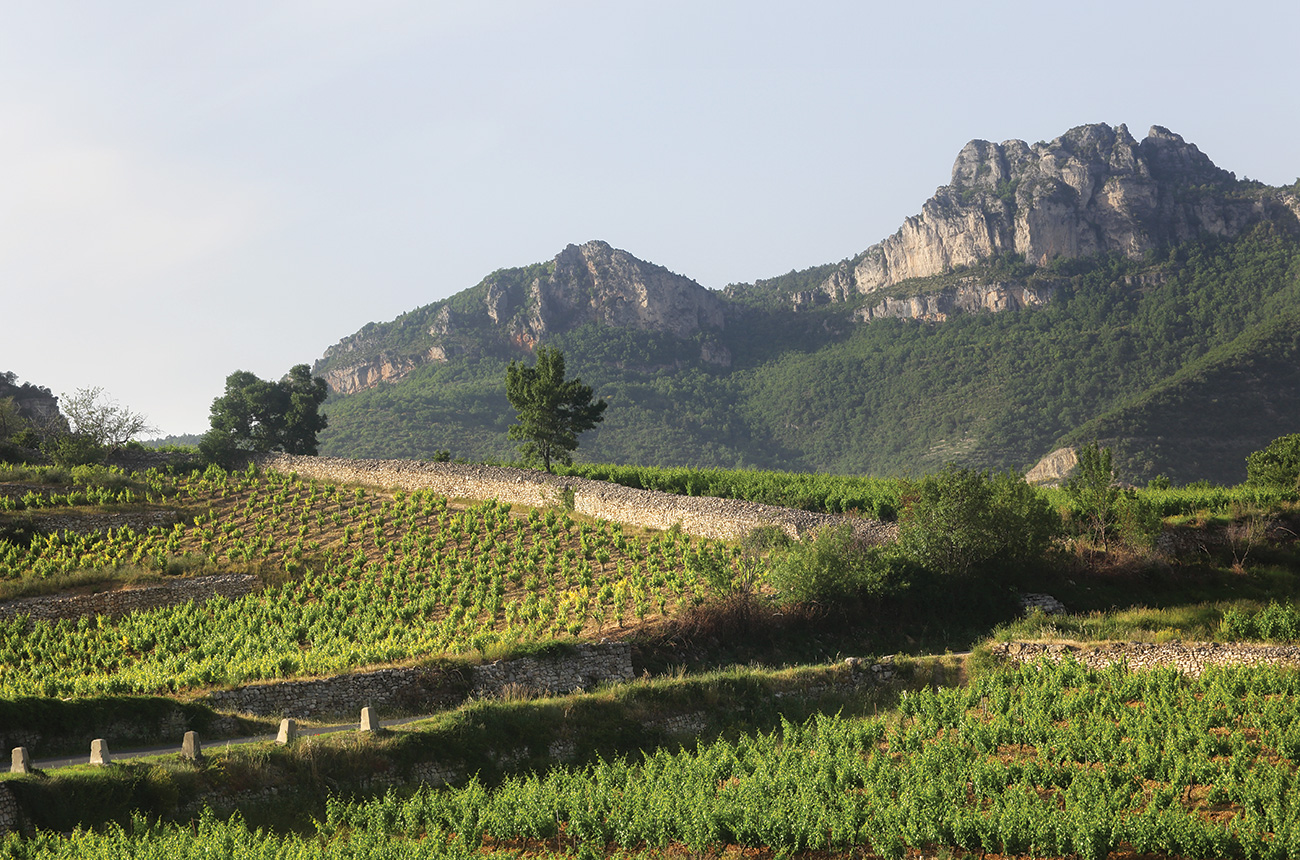 Terrasses du Larzac: The untamed freshness of the high Languedoc - Decanter