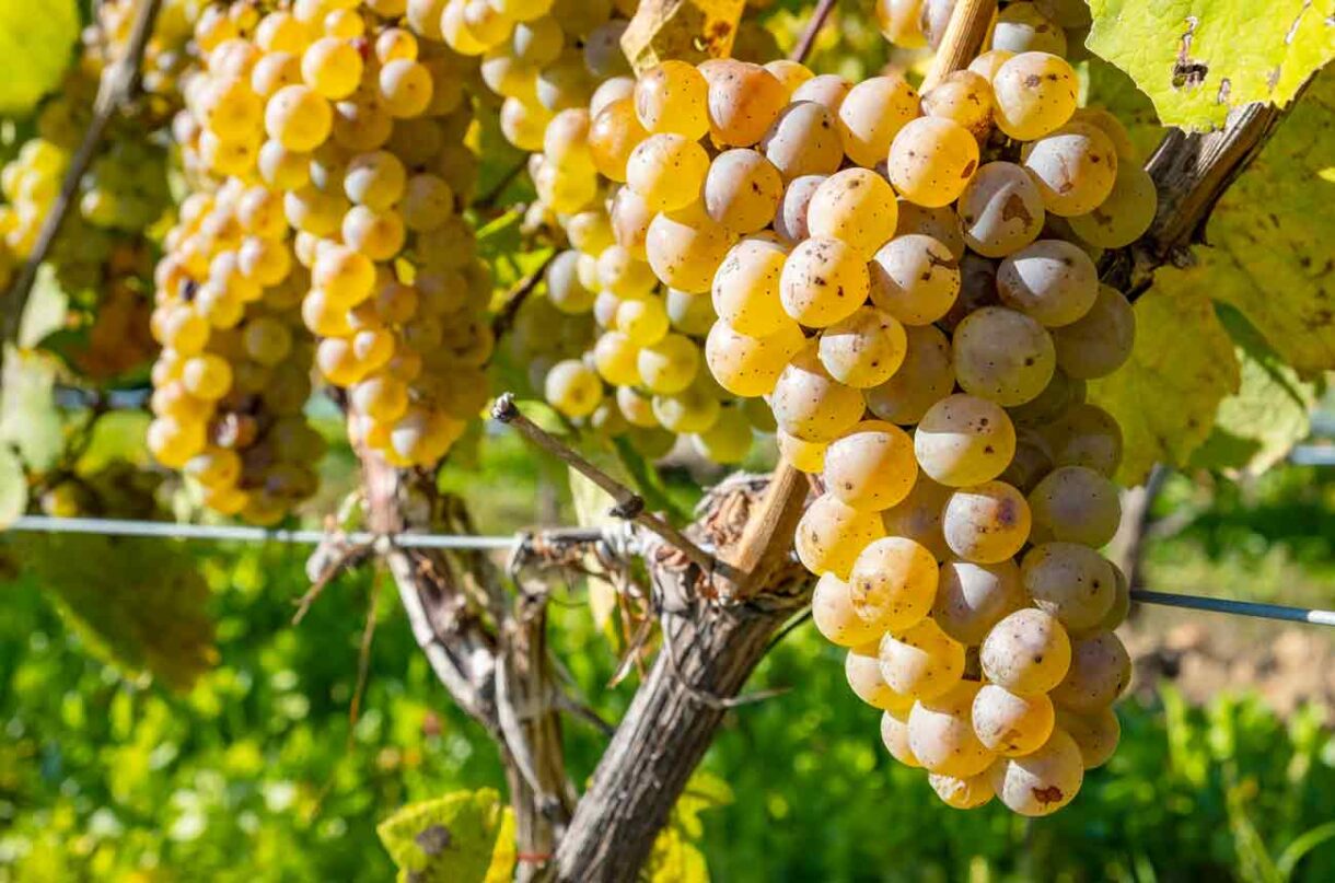 Ontario: The evolution of Riesling on the shores of the Great Lakes ...