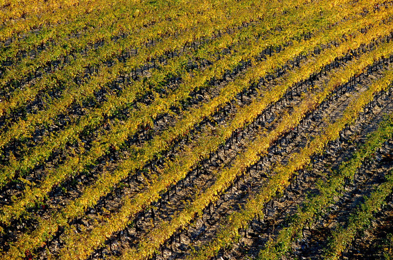 Lirac & Tavel 2023: Report and top-scoring wines - Decanter