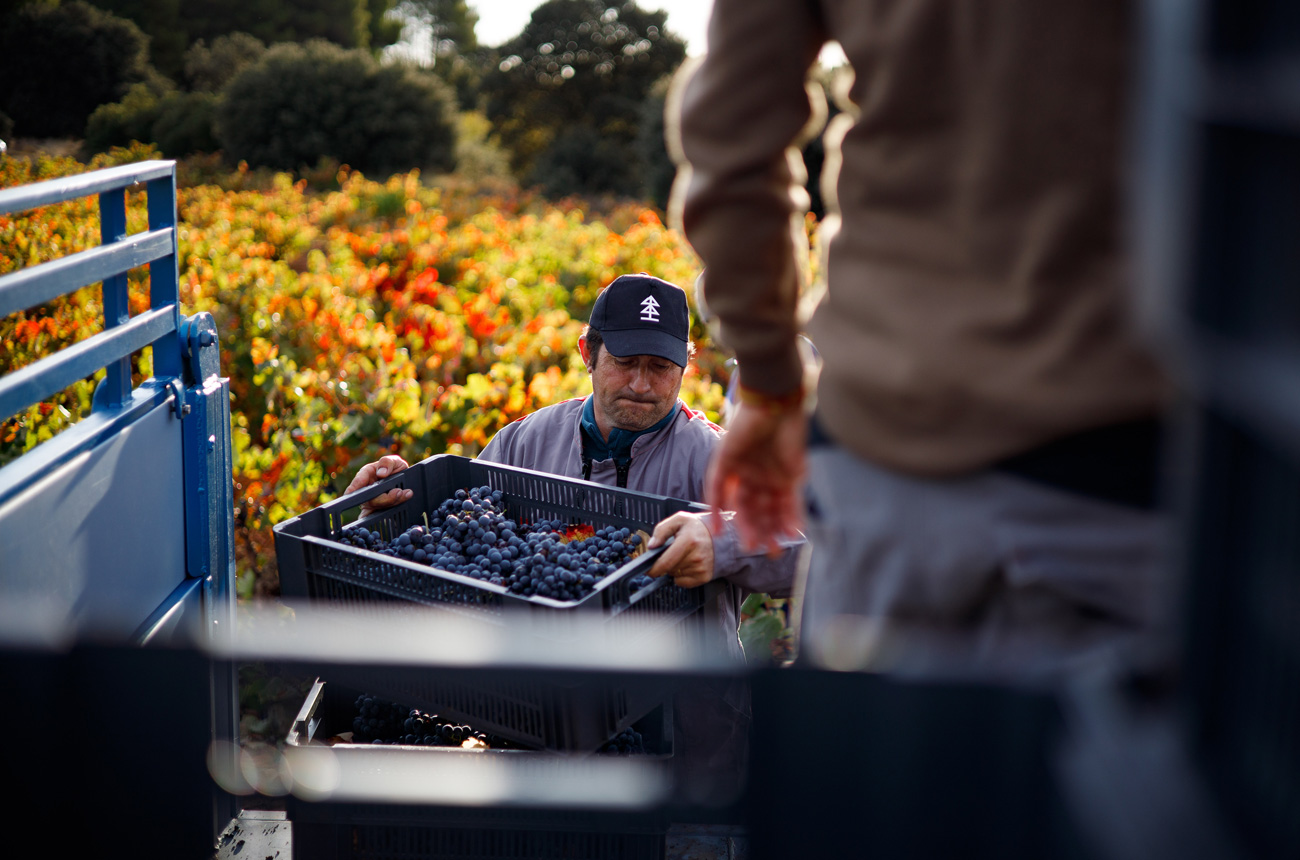 Neleman – Creativity-fuelled sustainability - Decanter