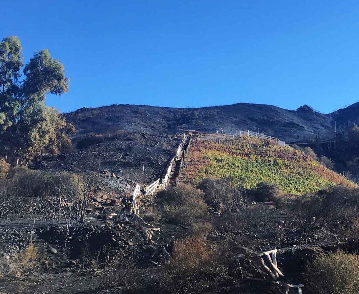 Los Angeles wildfires devastated the local wine industry. What’s next ...