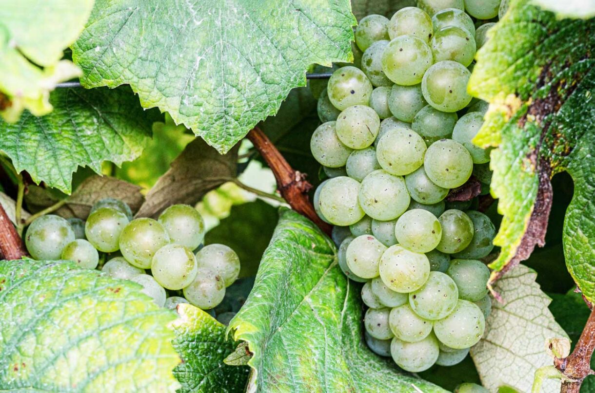 Exploring Armagnac - Decanter