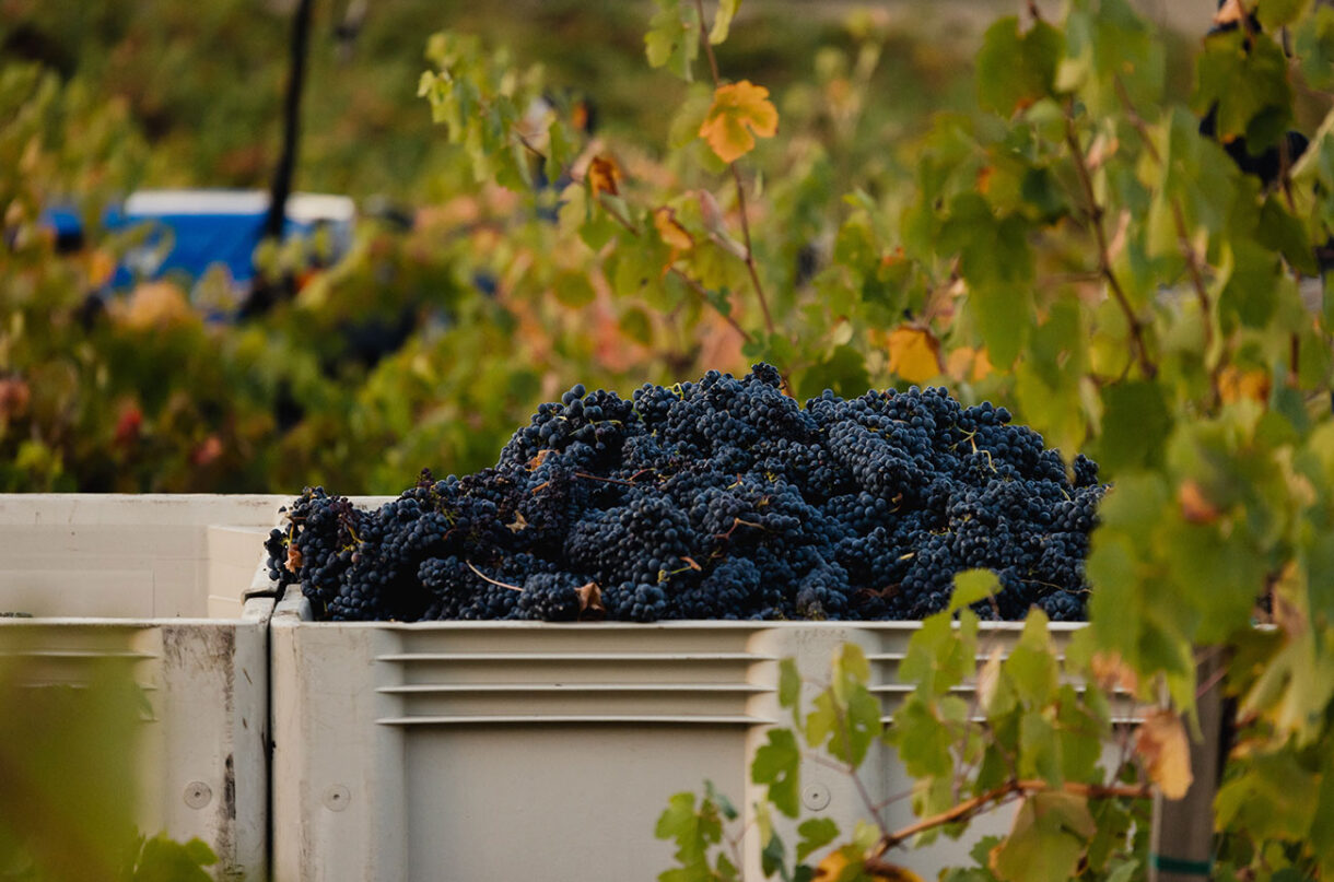 Rarely seen Napa Valley wine ranch on sale for $100m - Decanter