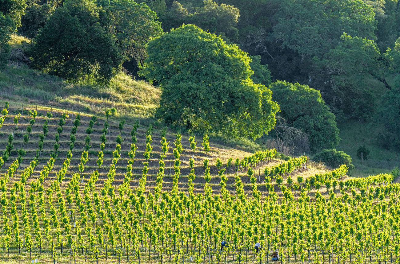 Rarely seen Napa Valley wine ranch on sale for $100m - Decanter
