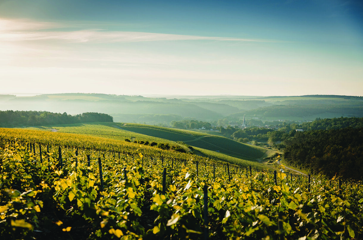 Côte des Bar: A pocket of Champagne brimming with character - Decanter