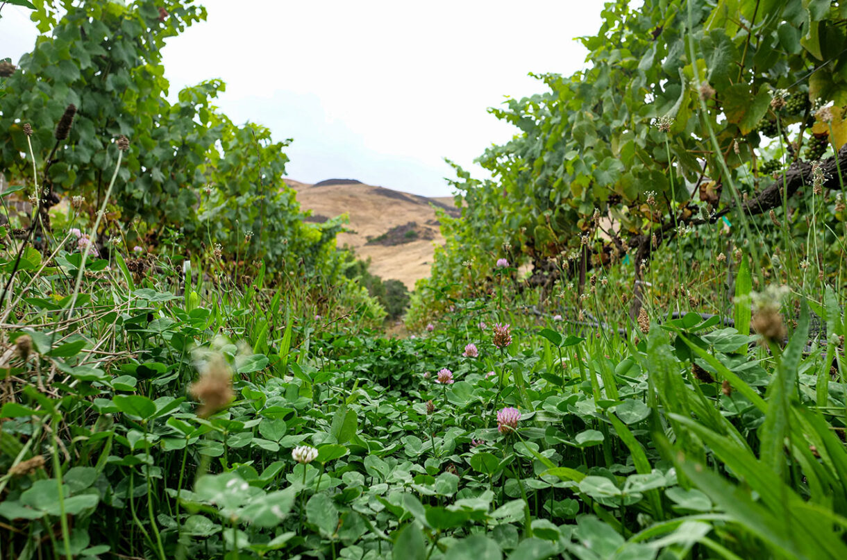 Saving Gringet – Haute-Savoie's rare treasure - Decanter