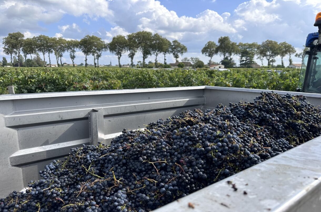 Bordeaux 2024: Weather & growing conditions - Decanter