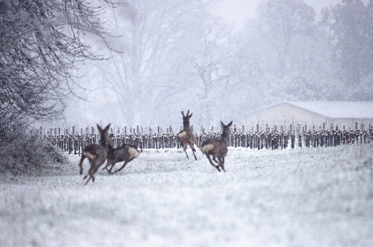 Errazuriz Wine Photographer of the Year 2025 shortlist revealed - Decanter