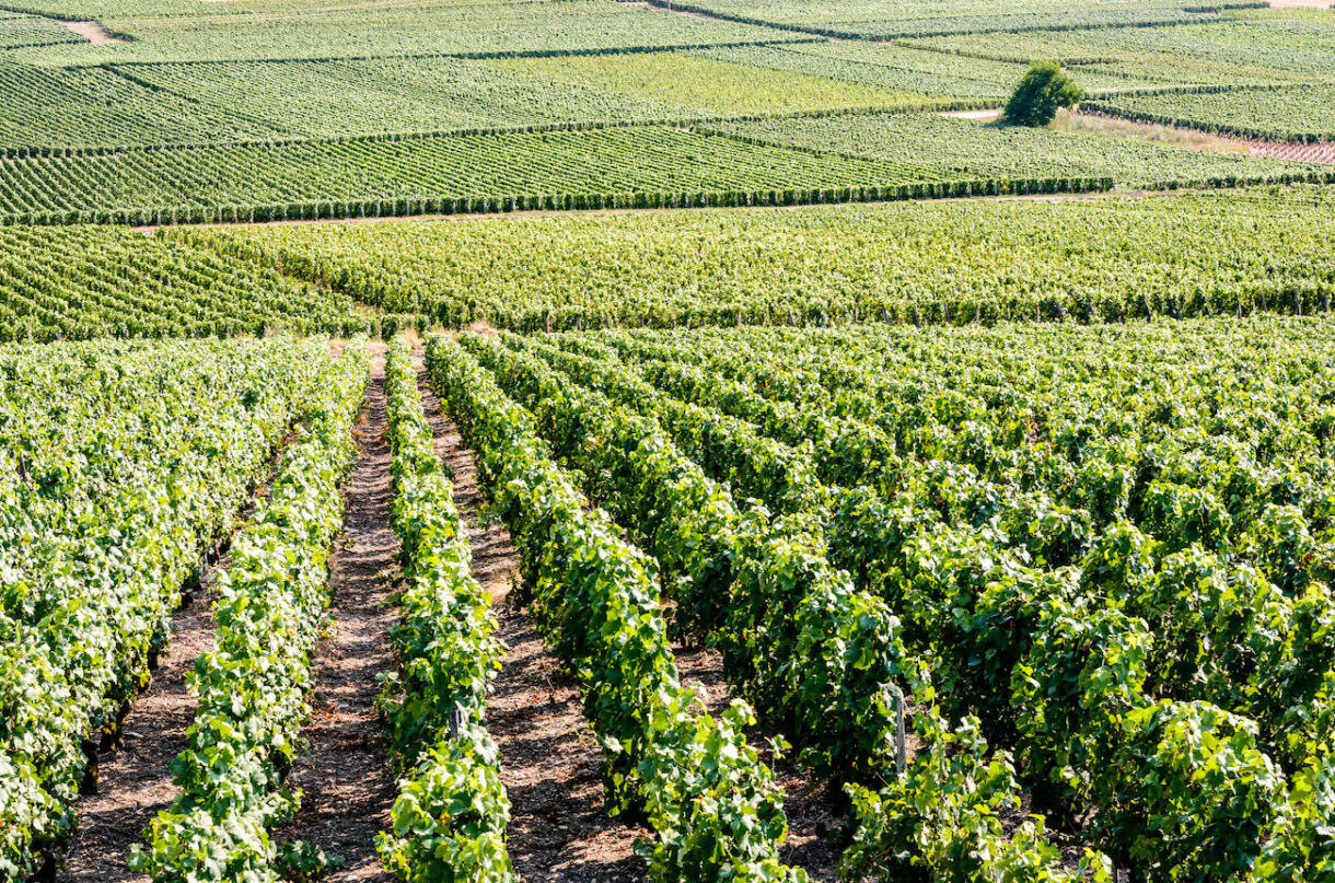 Traces of ‘forever chemical’ TFA found in European wines - Decanter