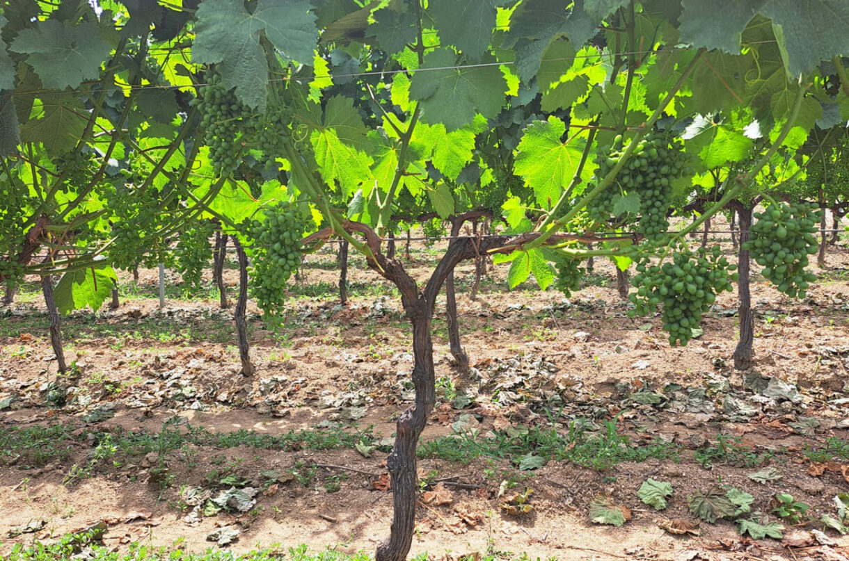 DO Ribeiro embraces native grapes and phases out foreign varieties ...
