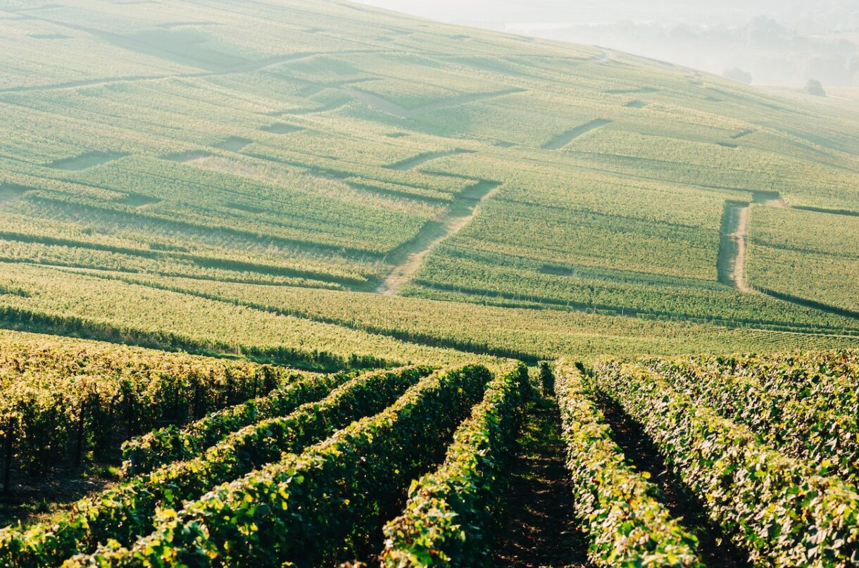 Champagne: Three convicted in human trafficking trial - Decanter