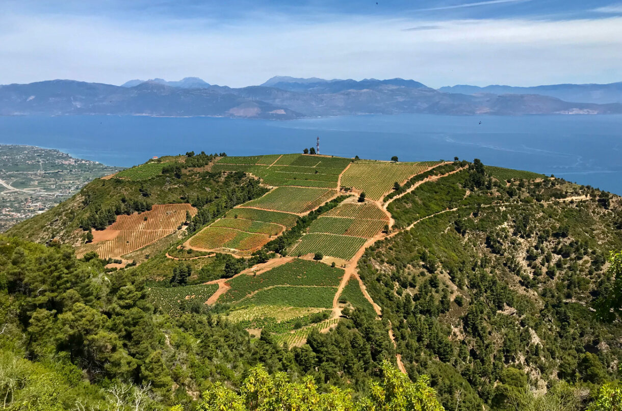 The Greek grape varieties you should be drinking - Decanter