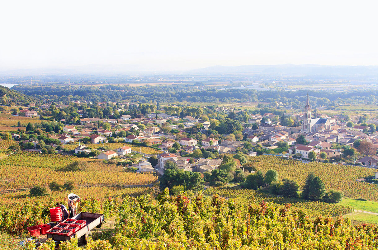 Matt Walls picks the 12 best Cornas wines to open now or save for later ...