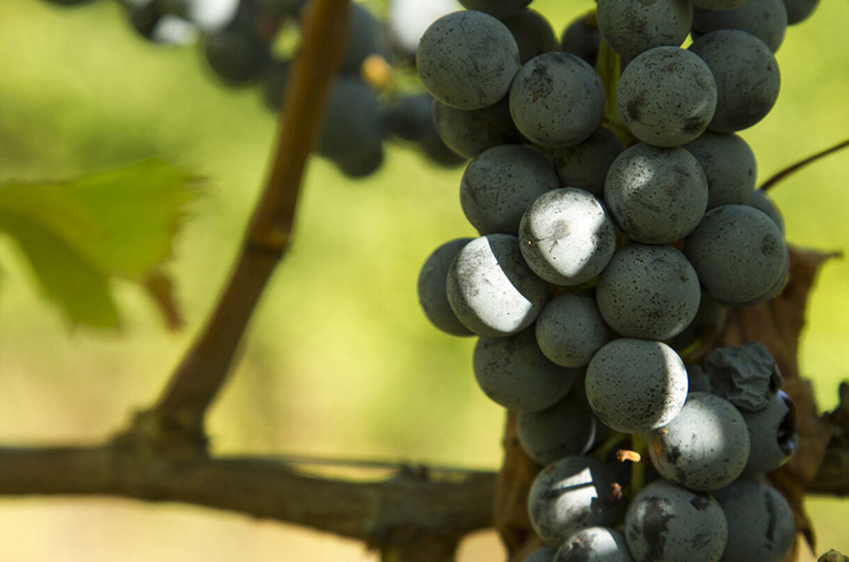 Carménère Grape Variety - Decanter