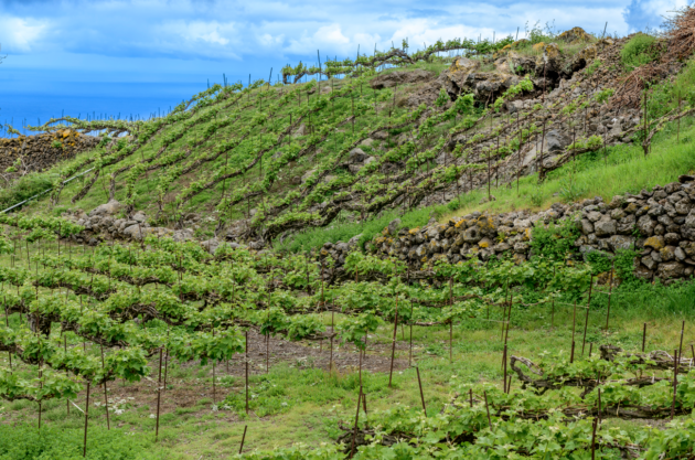 Phylloxera detected in the Canary Islands - Decanter