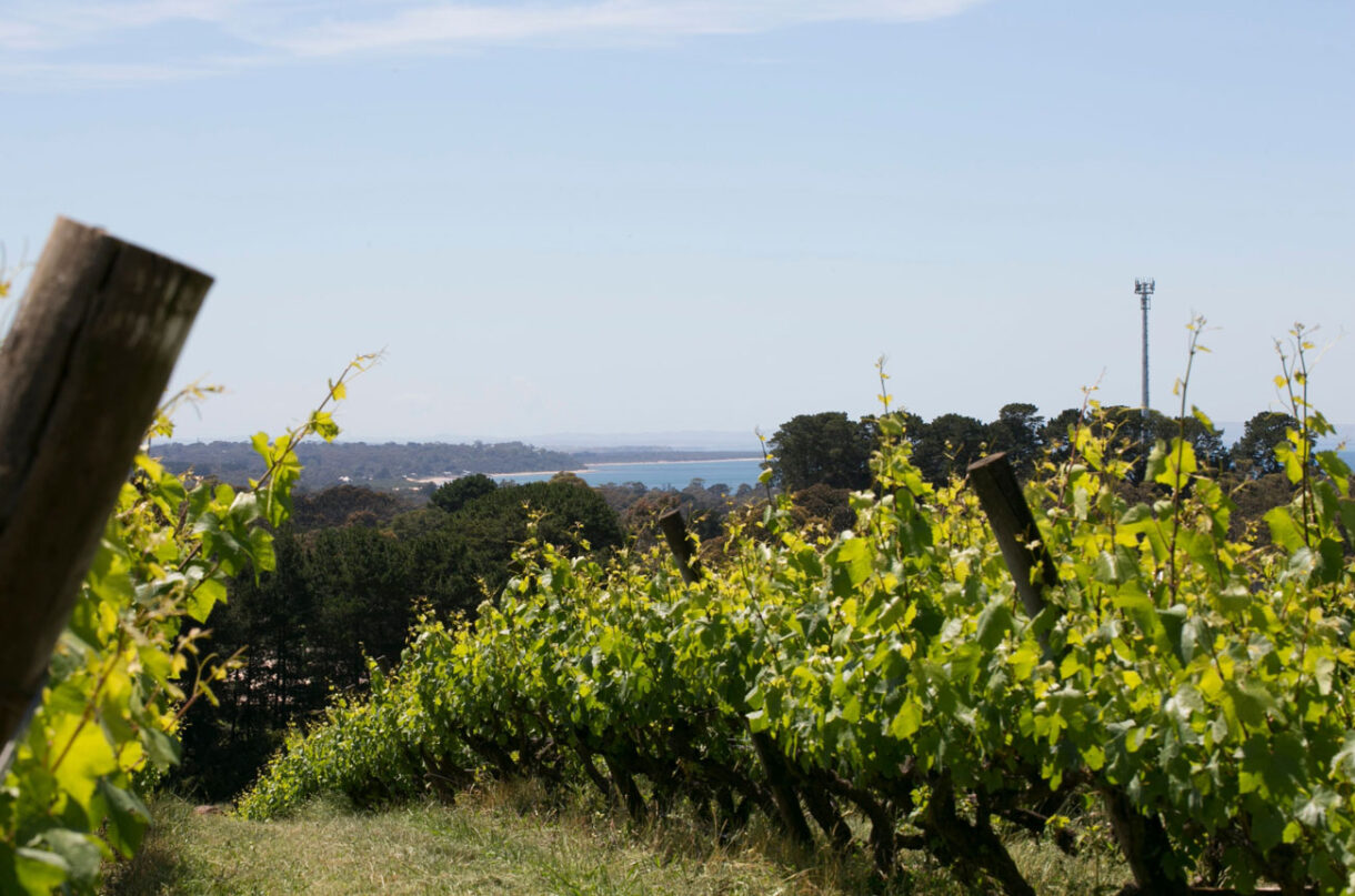 Ocean drive: the cool climate wines of Mornington Peninsula - Decanter
