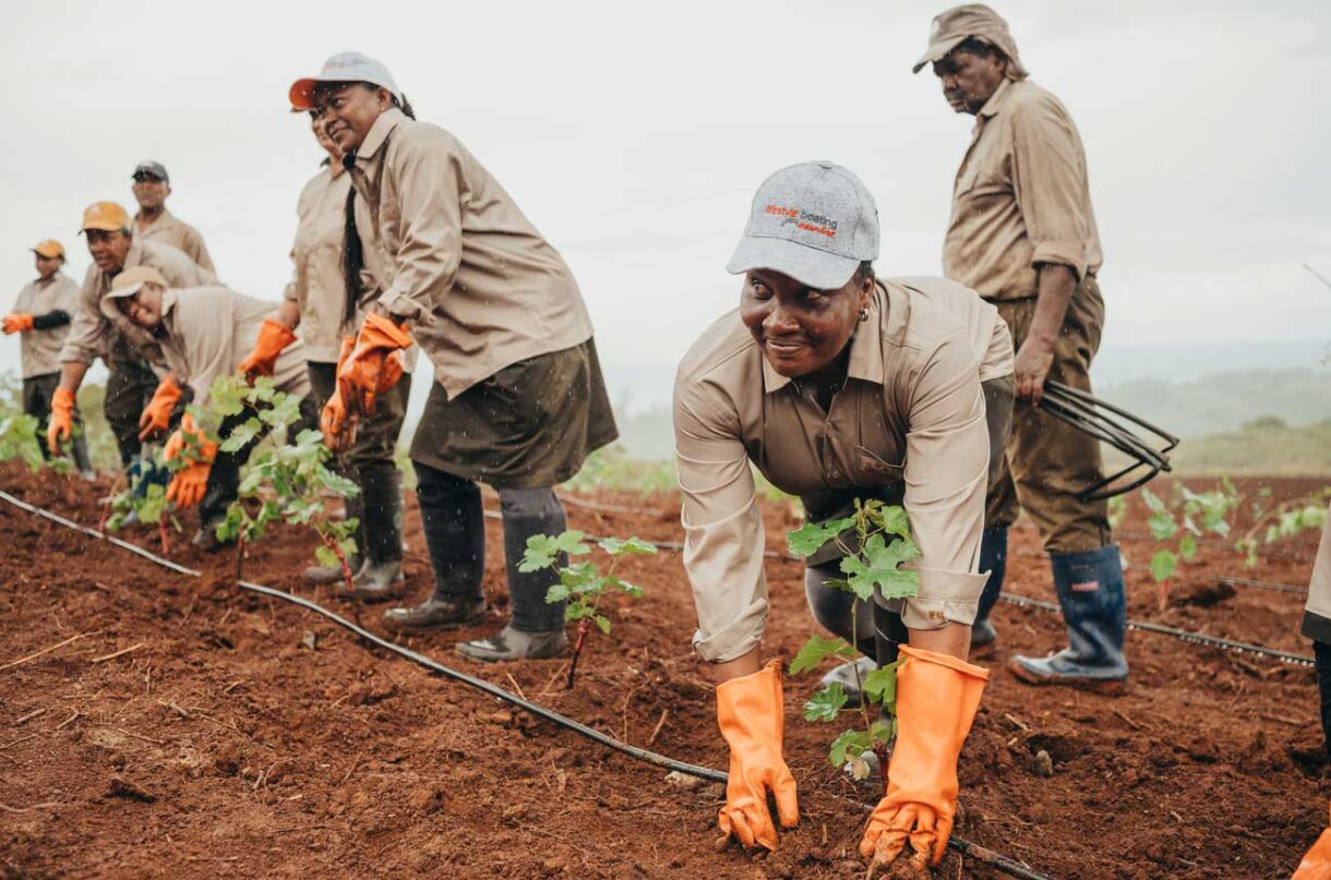 French vines in MauritiusFrench vines take root in Mauritius: A taste ...