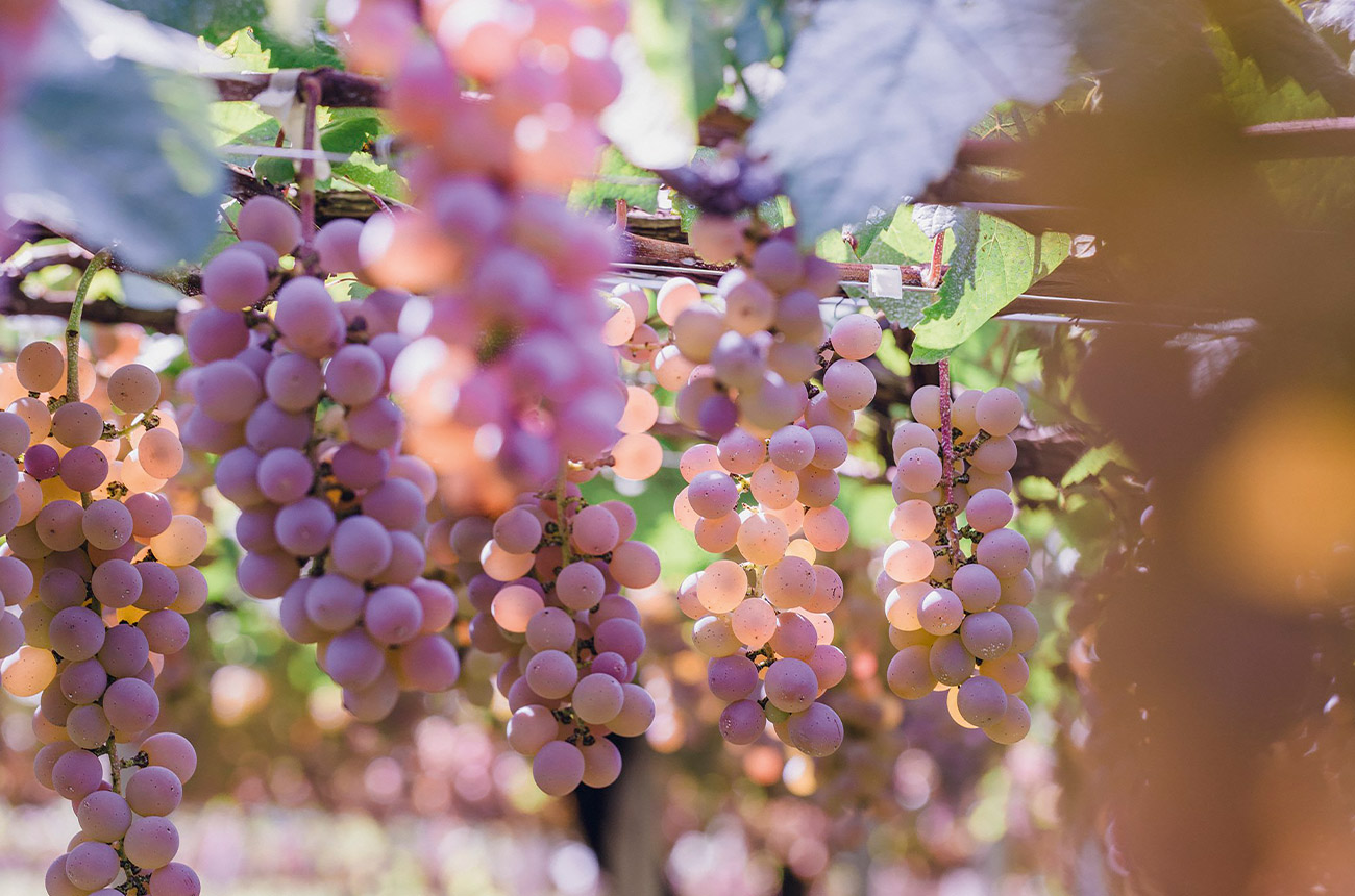 Discovering the magic of Koshu - Decanter