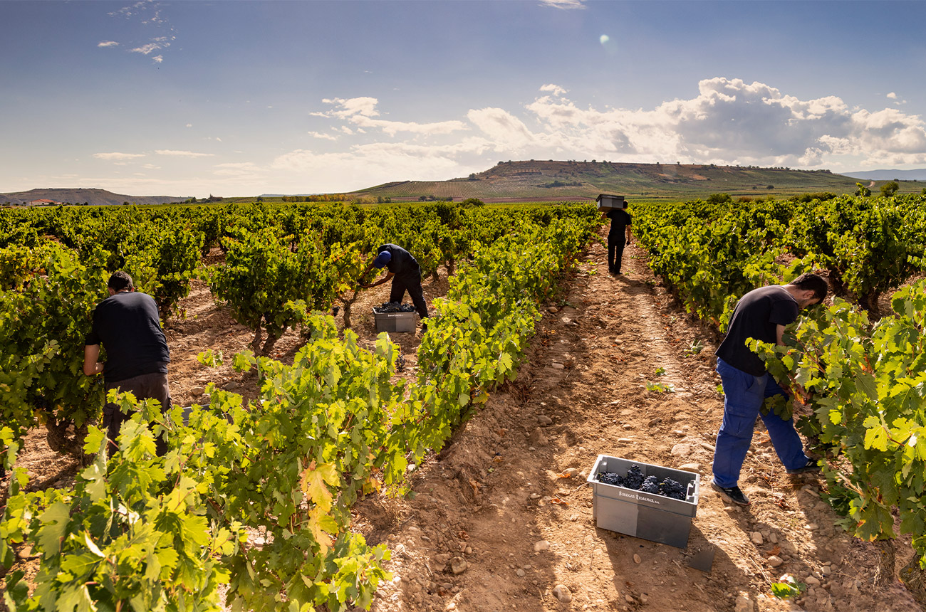 Monte Real – The timeless essence of Bodegas Riojanas - Decanter