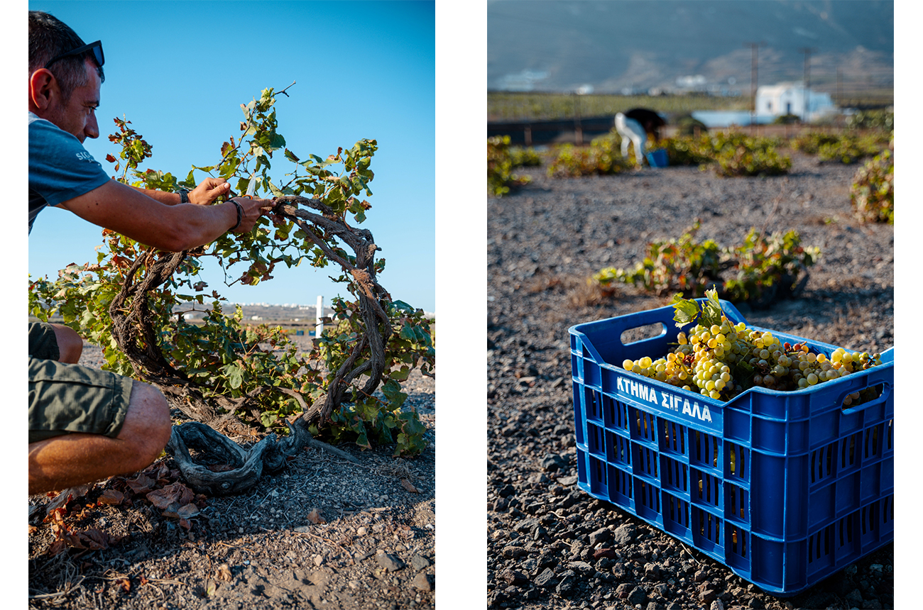 Historic Santorini vineyards struggle against climate change and ...