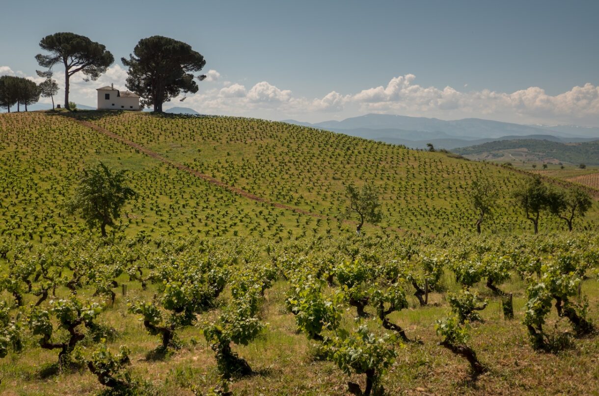 How I fell in love with Spanish wine – Nine insiders share their ...