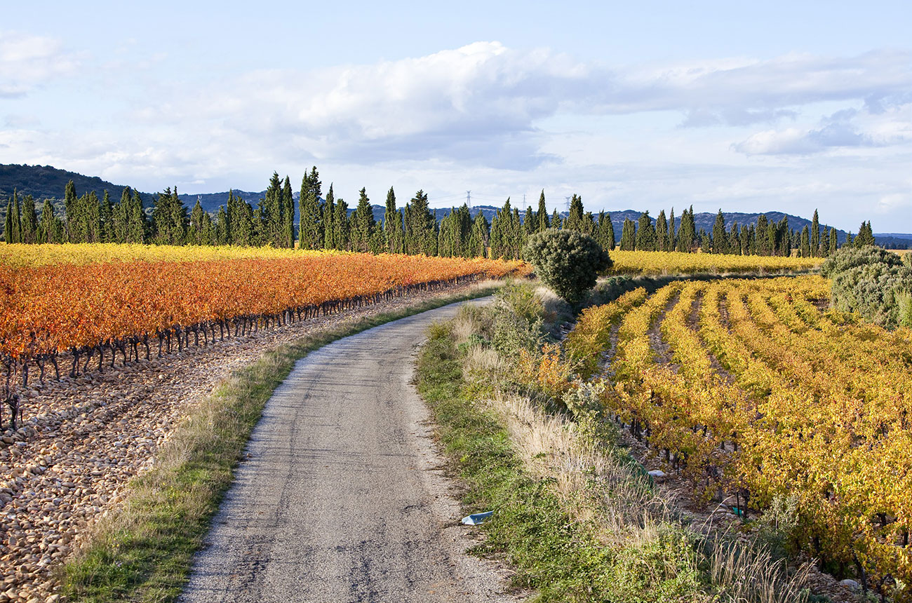 Lirac & Tavel 2024: The most characterful top-scoring wines - Decanter