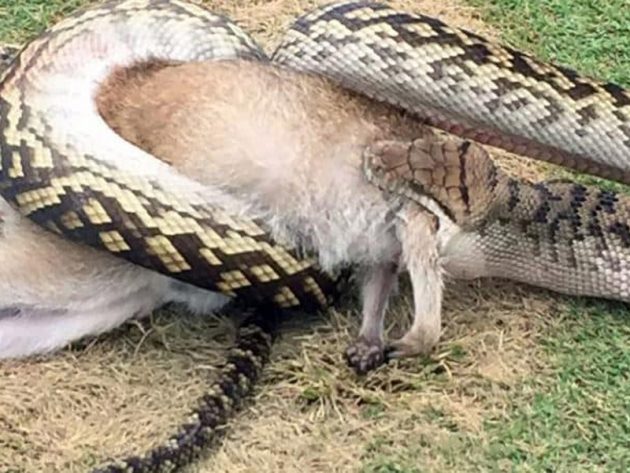 Giant Python Devours Wallaby on Golf Course - Golf Monthly
