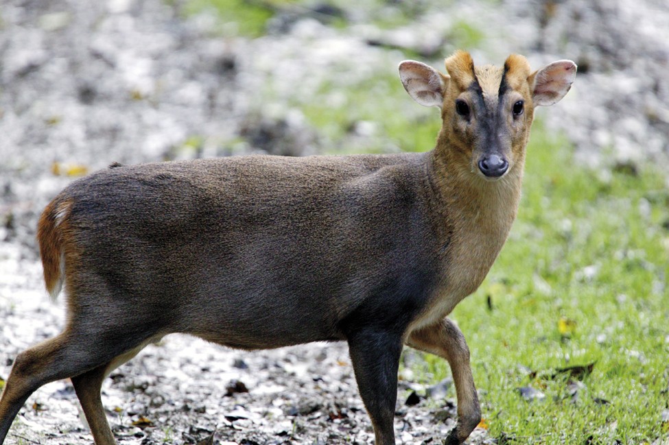 Muntjac deer - just what type of deer are they and are they UK natives?