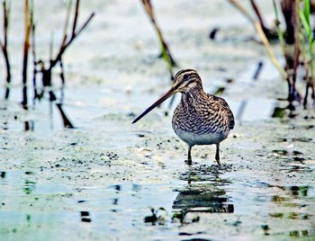 What's the secret to snipe shooting? - Shooting UK