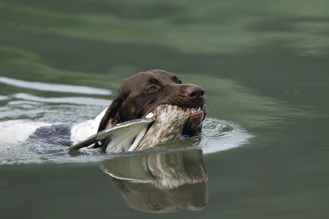 The basics of gun dog water work - Shooting UK