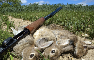 Rabbiting - tips on shooting and ferreting rabbits from experts