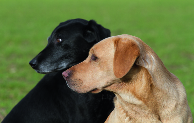 Can Dogs Read Body Language ShootingUK ShootingUK Can Dogs Read Body Language ShootingUK ShootingUK