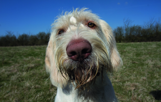 Can Dogs Read Body Language ShootingUK ShootingUK Can Dogs Read Body Language ShootingUK ShootingUK