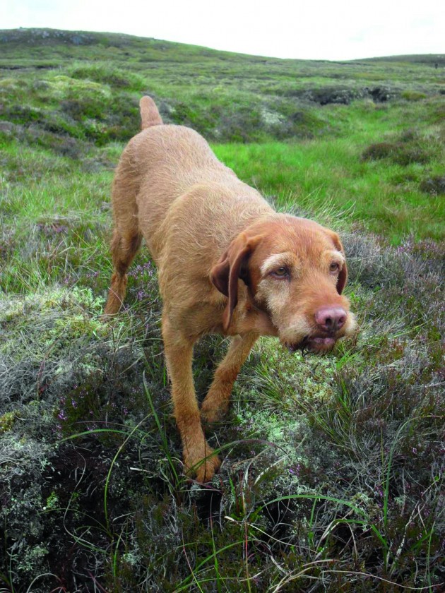 Vizsla - Shooting UK