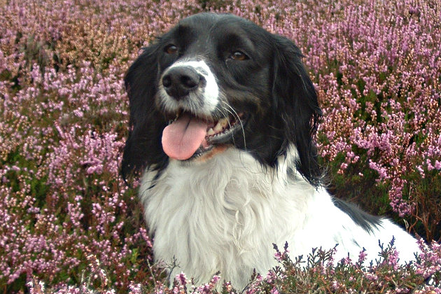 Sprocker spaniel - the reasons why these dogs are growing in popularity