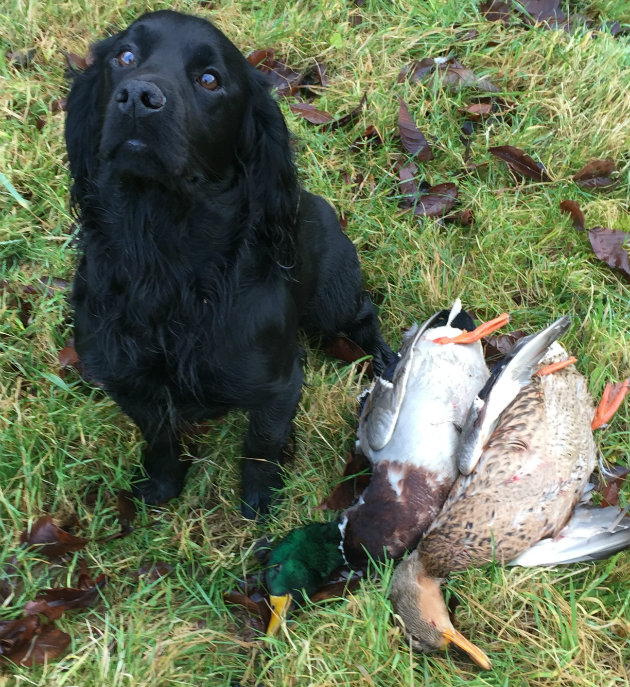 Gundogs - the history of gundogs and how the different breeds developed