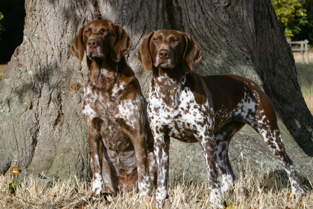 Gundogs - the history of gundogs and how the different breeds developed